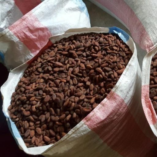 Cocoa Beans - ALTEX SP ZOO