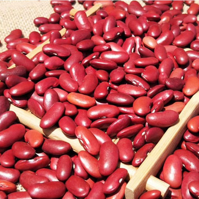Kidney Beans - ALTEX SP ZOO