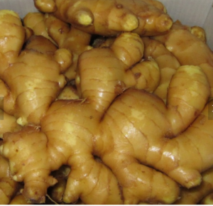 Ginger - ALTEX SP ZOO